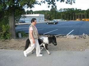 Help Panda, the Guide Miniature Horse - Karen Pryor Clicker Training