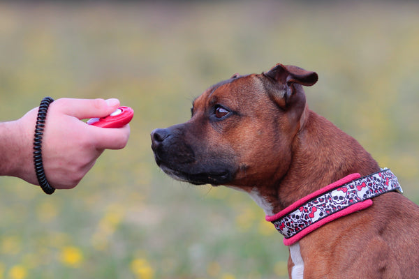 Training Essentials for Your Newly Adopted Dog or Current Canine Compa ...